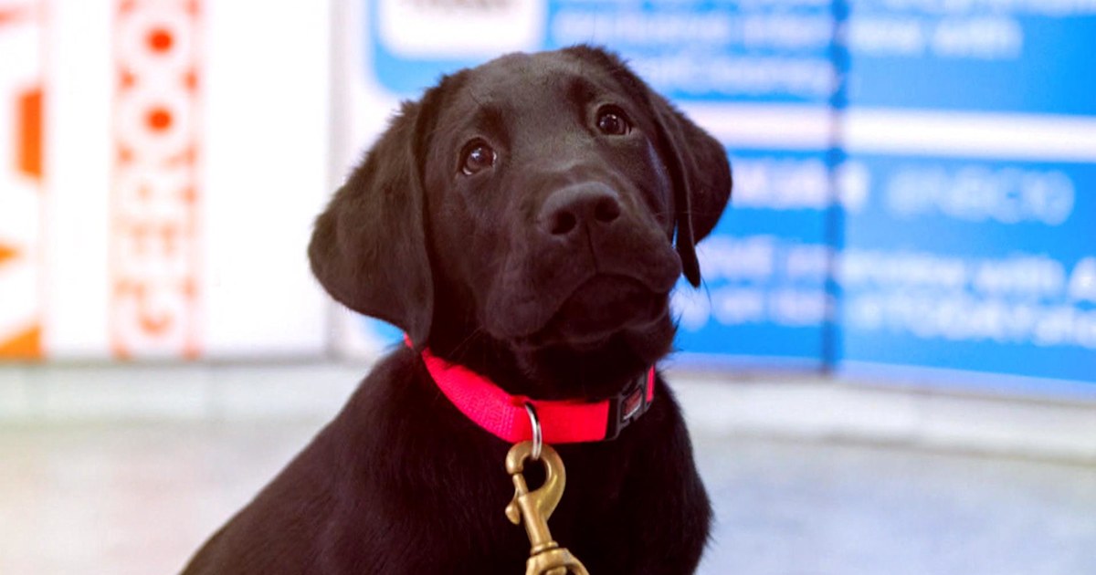 Charlie celebrates 1 month with TODAY! See how our puppy has grown