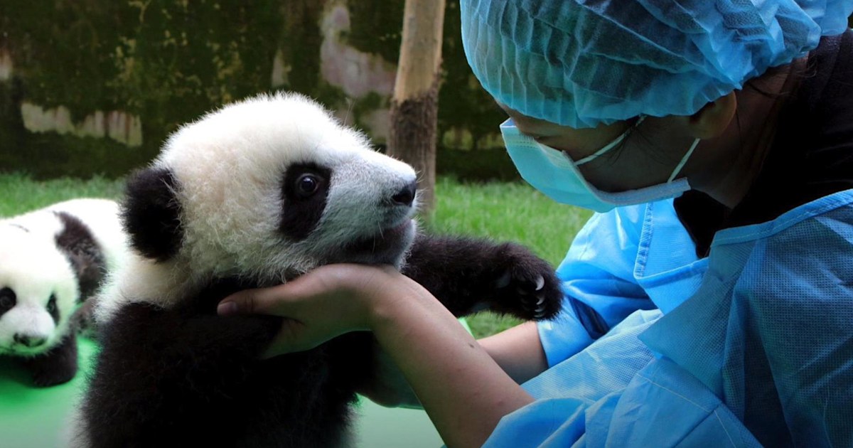 23 pandas make debut