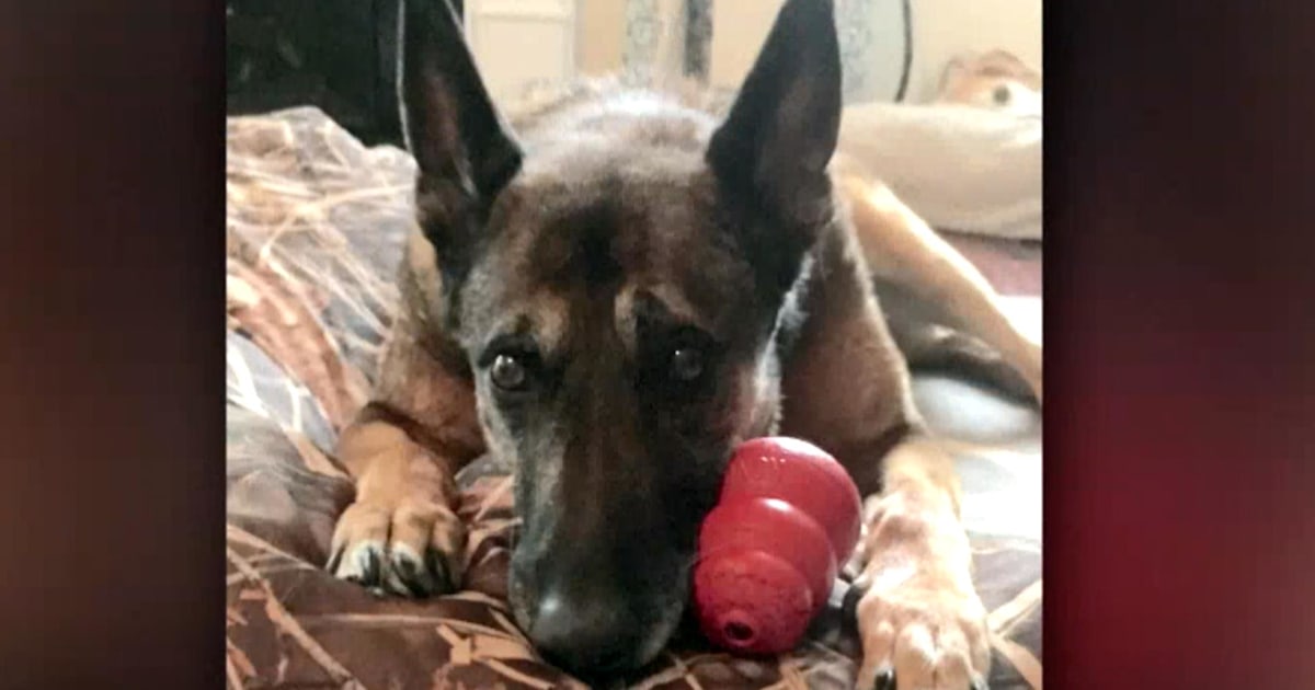 Iraq War dog honored with 21-gun salute