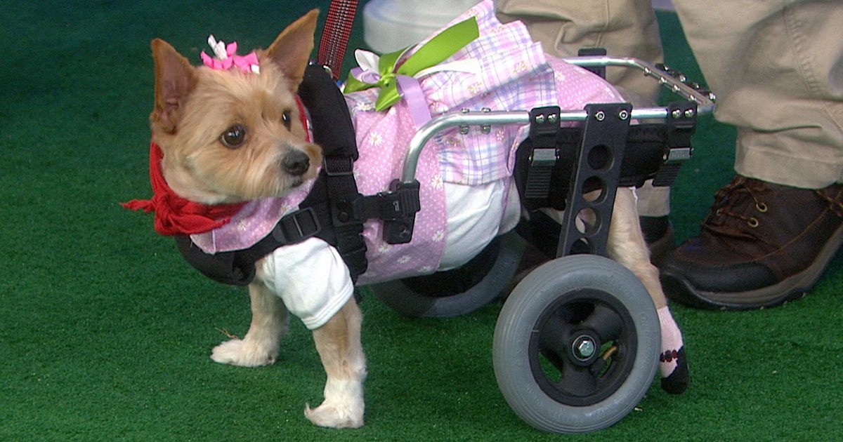 Meet the hero dogs who won top honors for bravery