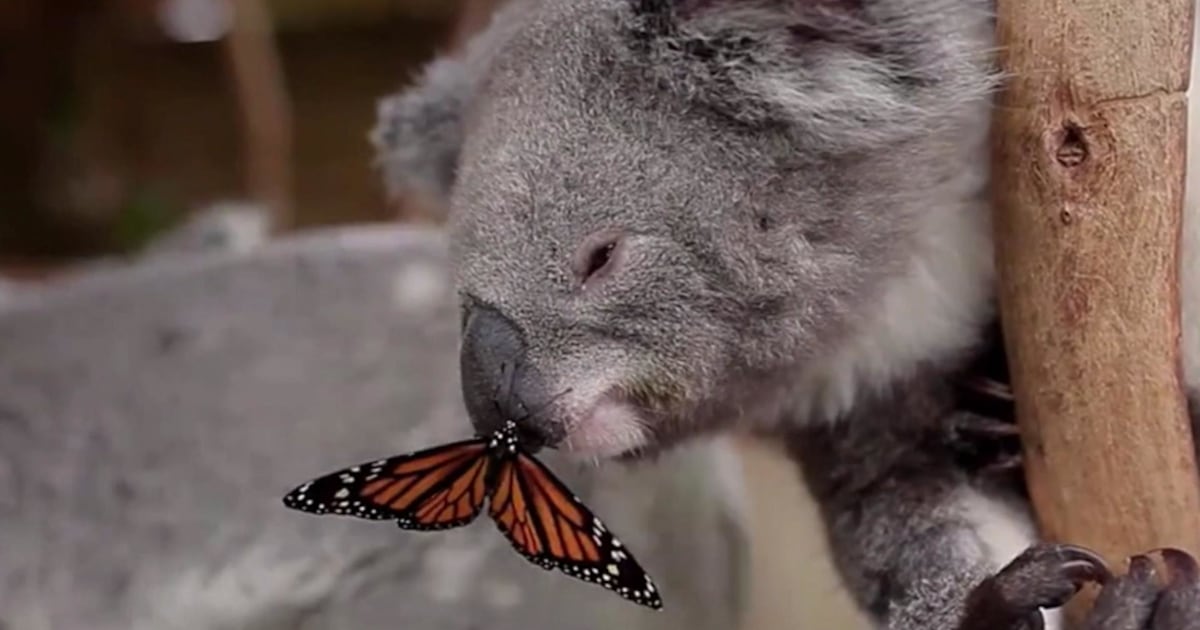 Butterfly lands on koala’s nose, cuteness ensues