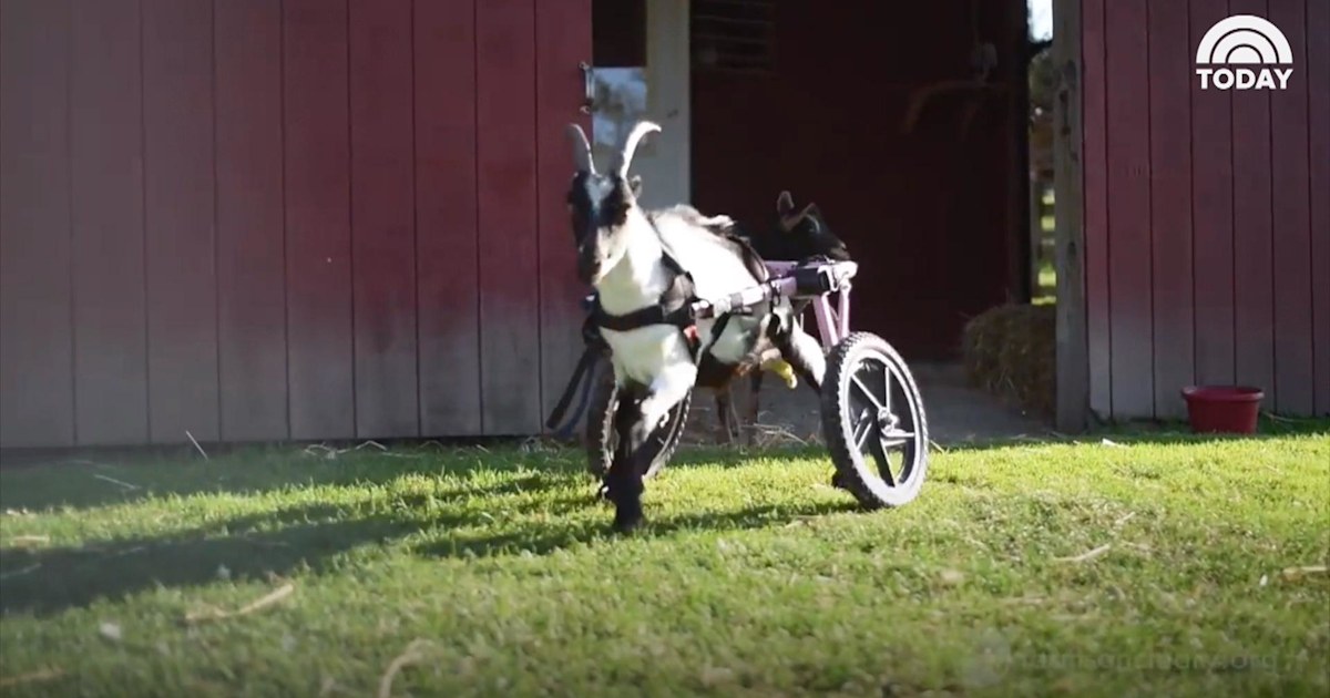 Watch this adorable goat rolling through the farm in his new wheelchair