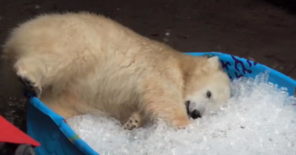 This polar bear cub can't get enough of these ice cubes