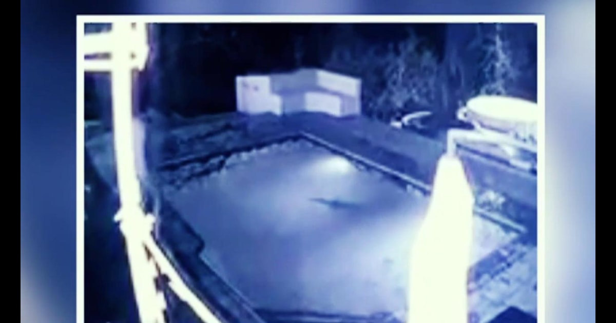 Caught on video: Crocodile attacks couple in hotel pool