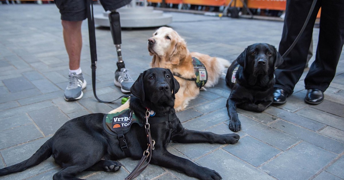 Charlie is well on his way to becoming a valued service dog