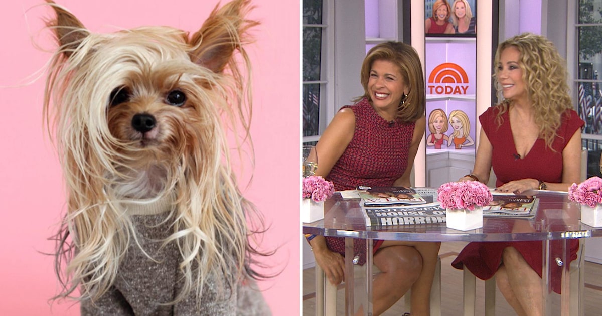 This Yorkie with ‘sexy’ hair has gone doggone viral
