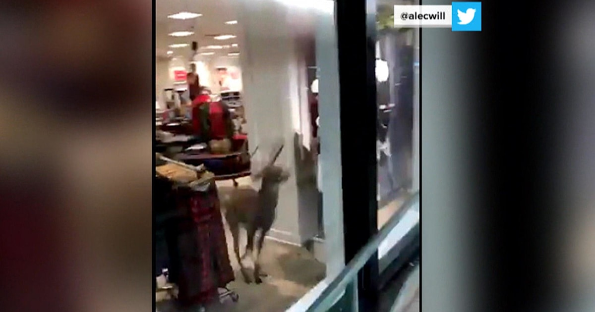 Watch deer smash through window to escape store