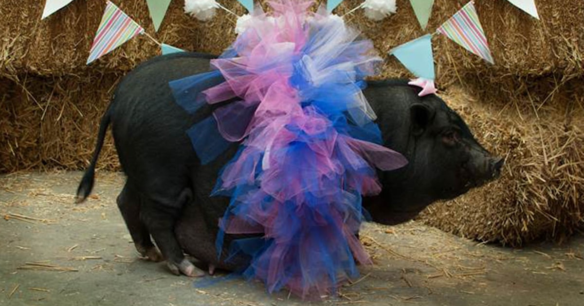 This rescue pot belly pig was the star of a maternity photo shoot