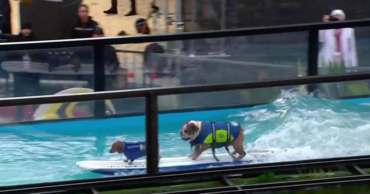 Al Roker freaking out over surfing dogs was the best thing at the Rose ...