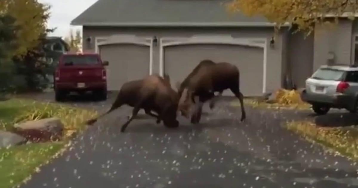 Watch 2 moose lock horns in an epic battle in Alaska driveway