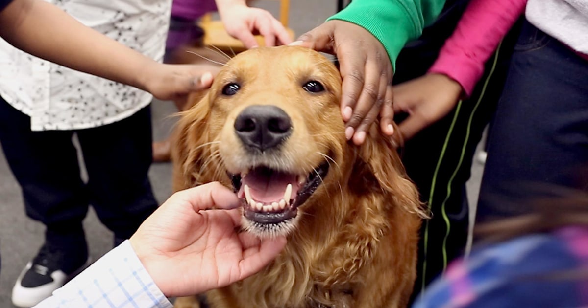 Loubie the ‘Hugging Dog’ brings joy and love to children with disabilities