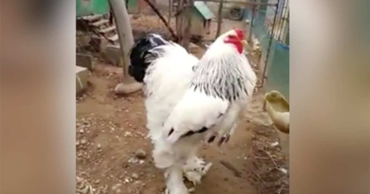 This giant chicken is ruffling feathers all over the internet