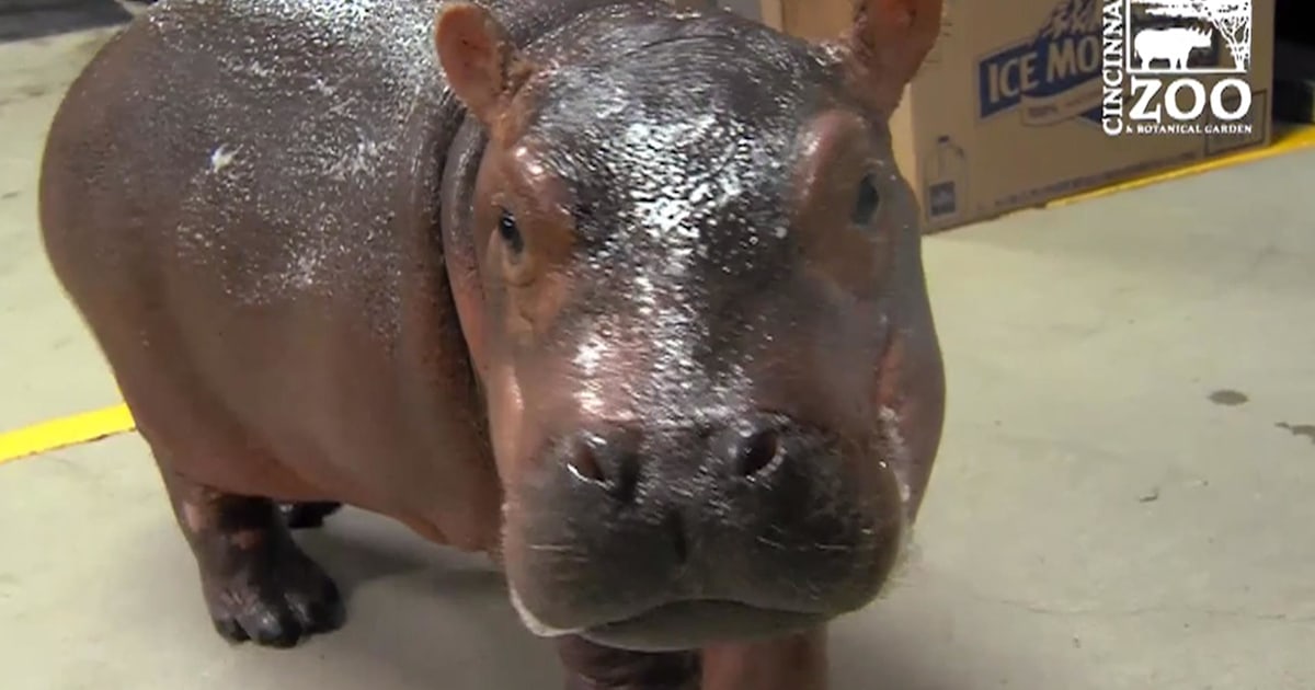 Fiona, the baby hippo hits 101 pounds and drinks formula from a bottle!