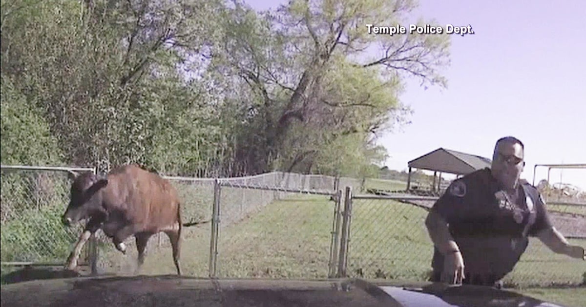 Caught on video: Runaway cow eludes cop with charge to freedom