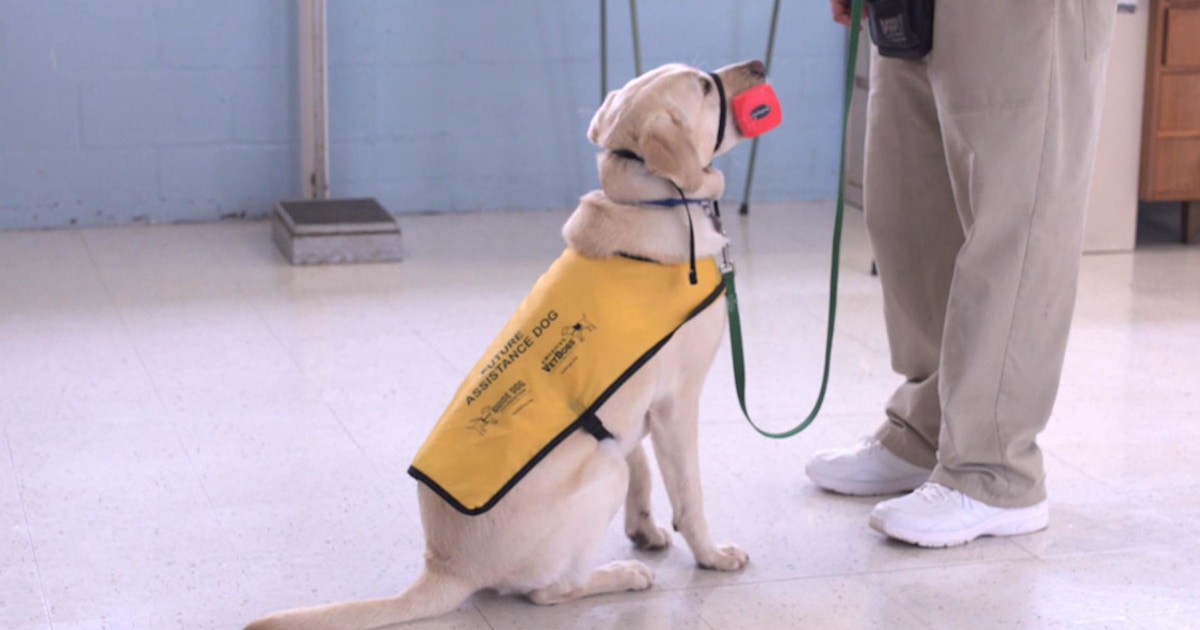 Prison inmates train service dogs to aid wounded military vets