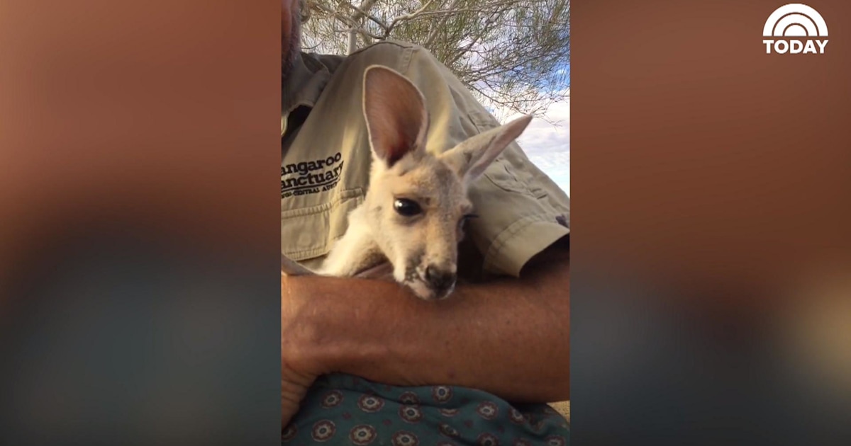 Watch this adorable baby kangaroo climb into her pouch and wave!