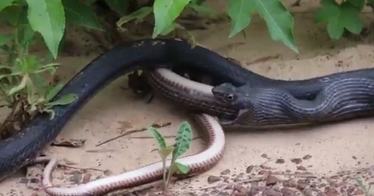 Snake disgorges another (live) snake in remarkable video