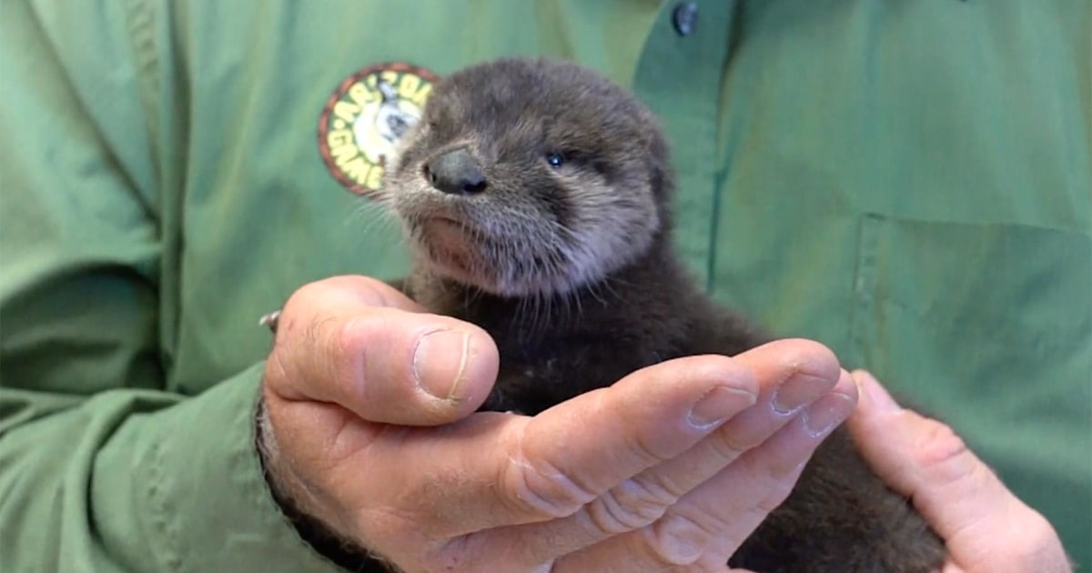 Adorable otter rescued and nursed back to health