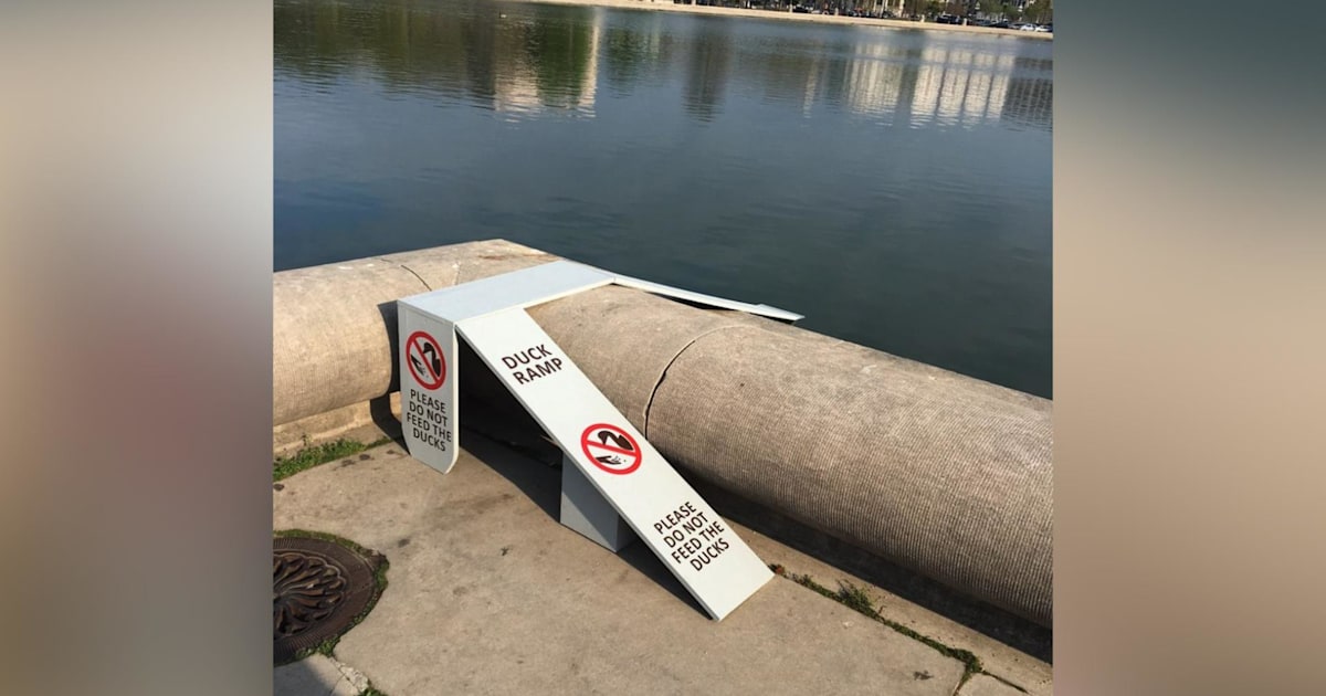 U.S. Capitol’s new ramp gives adorable ducks easy access to reflecting pool