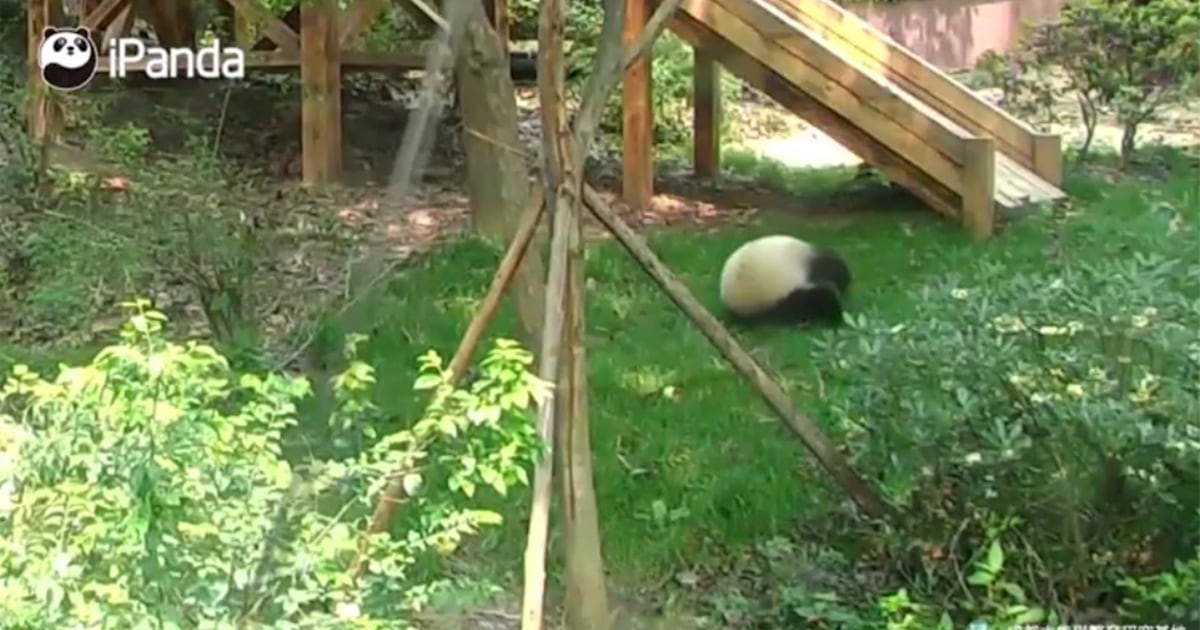 Watch this adorable panda roll down a hill 8 wonderful times