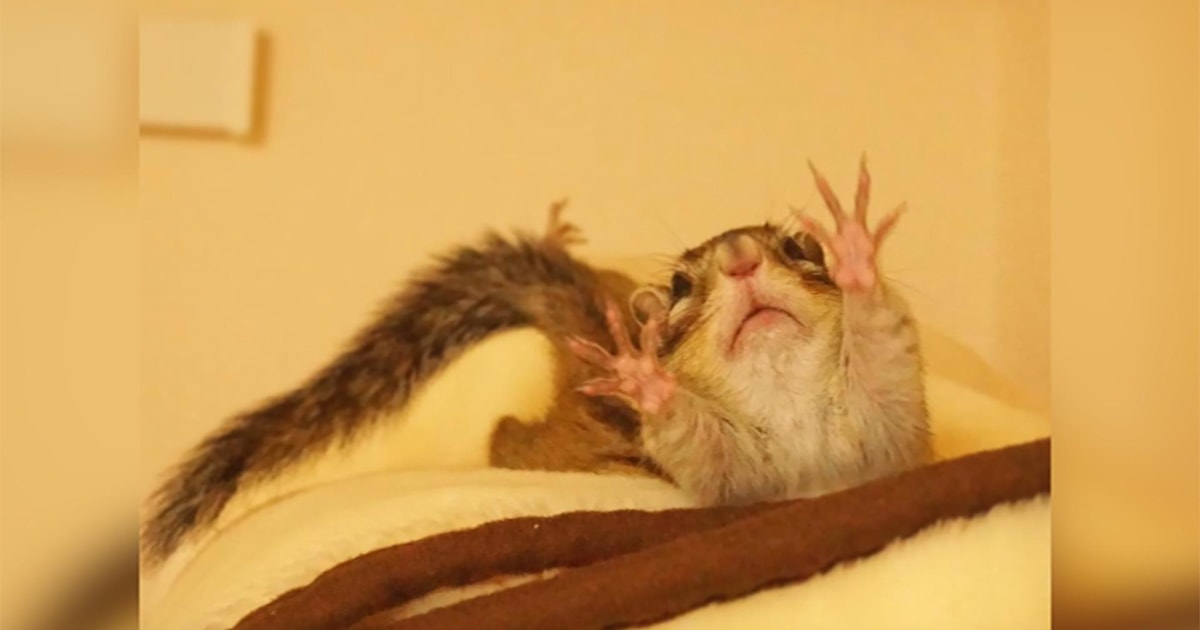 These adorable chipmunks are living their best lives indoors