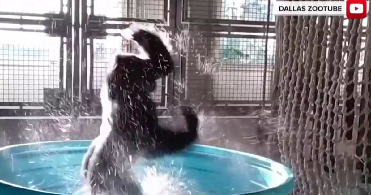 Watch Zola the gorilla have the best time in a mini pool