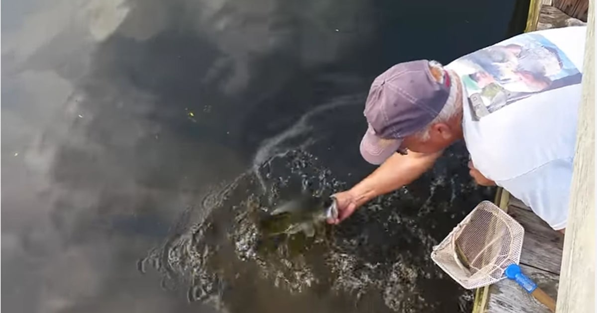 Watch this man catch a bass with his bare hands.