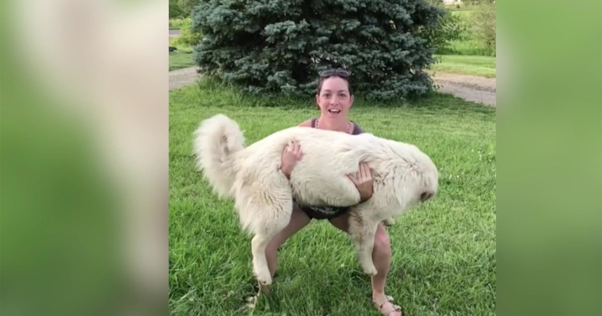 Can you 'squat your dog'?