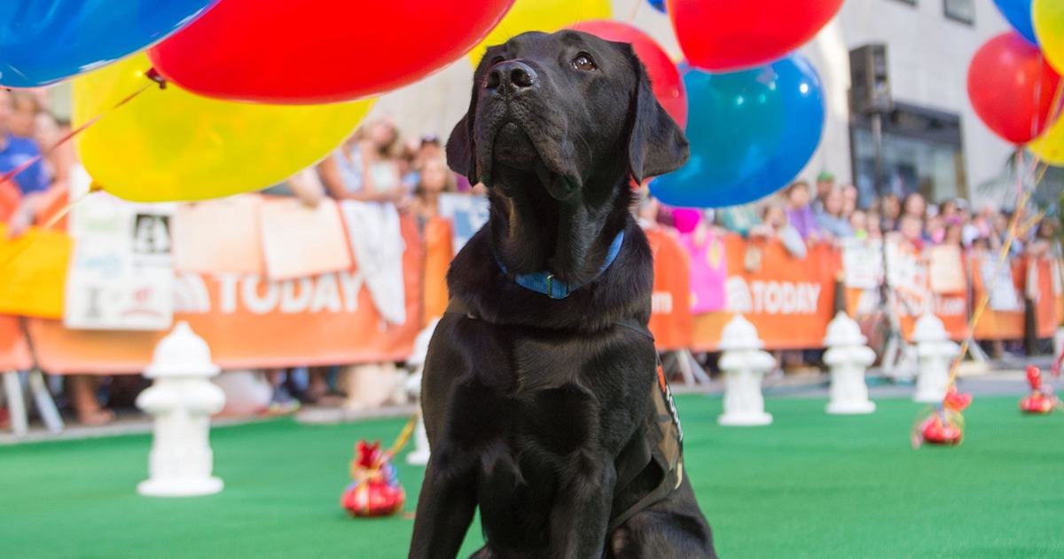 Happy birthday, Charlie: Our TODAY puppy turns 1