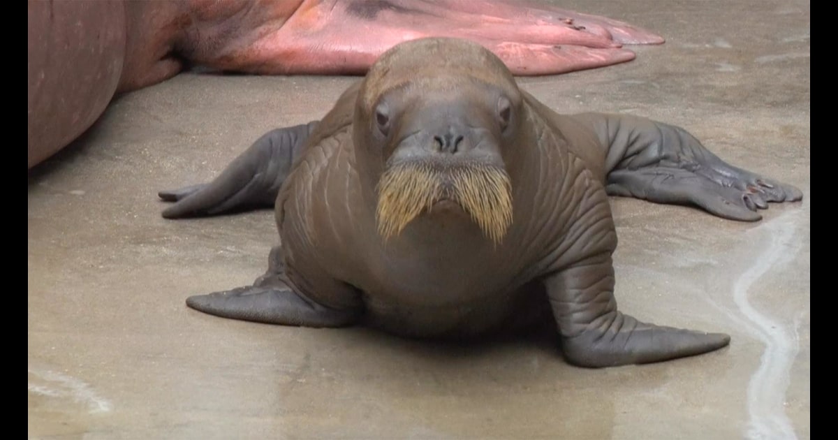 This new adorable baby walrus has the cutest waddle
