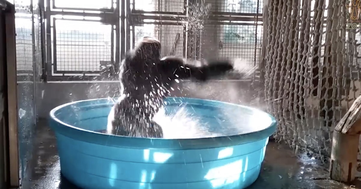 This gorilla has some epic dance moves