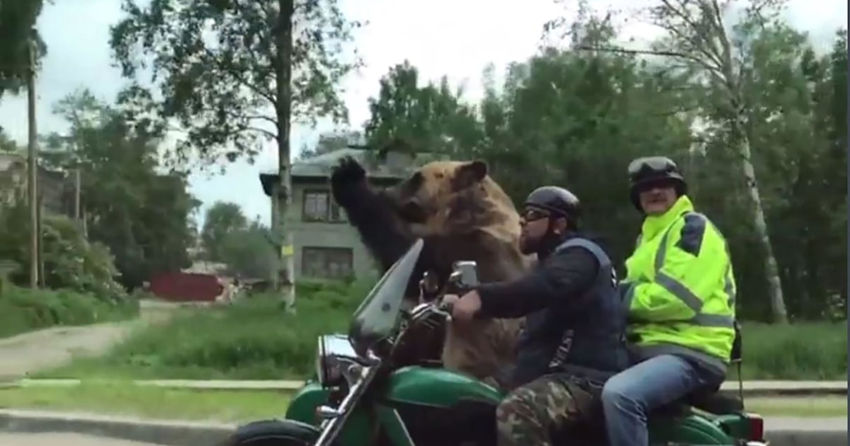 Watch this incredible bear effortlessly ride on a motorcycle