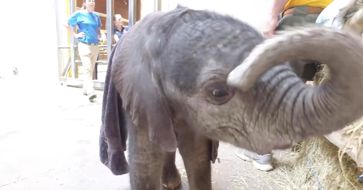 Even though she was born prematurely, this baby elephant is absolutely ...