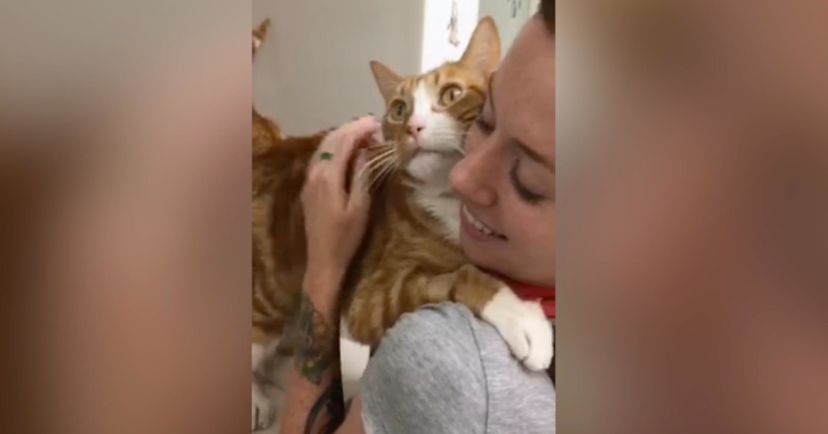 This cat can’t stop giving hugs and it’s precious