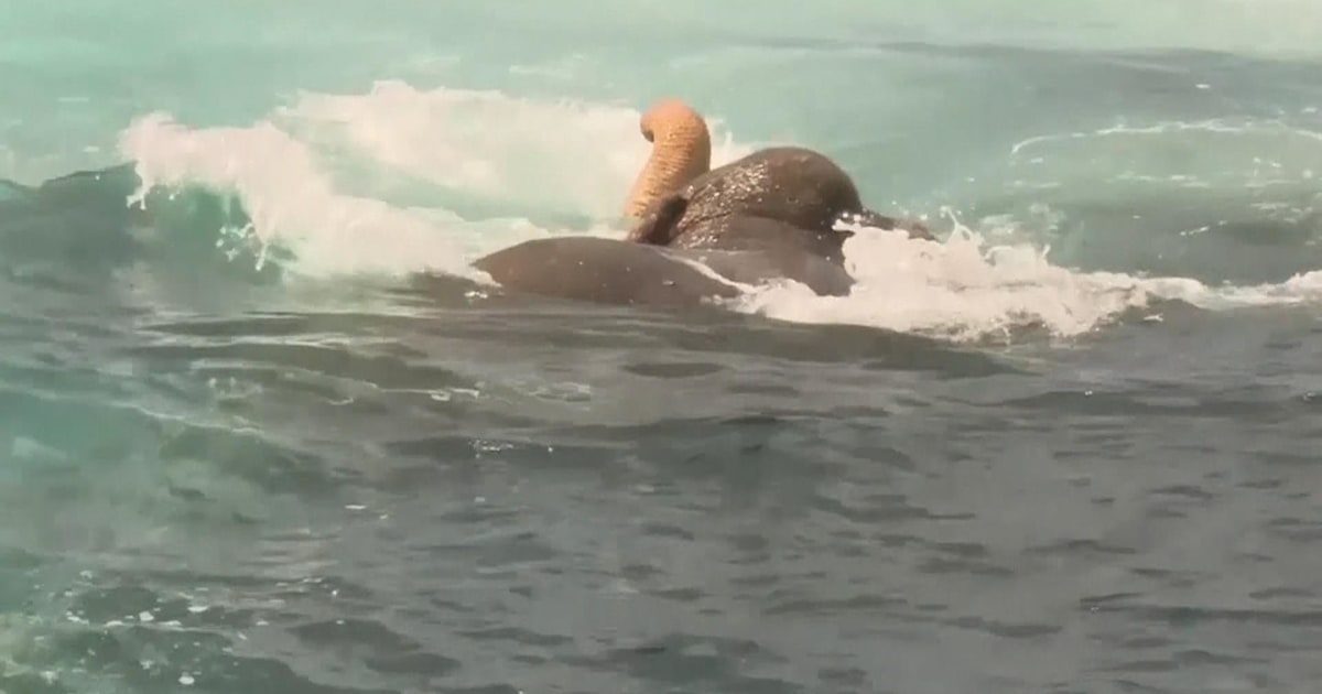 Watch elephant stranded at sea get rescued by Sri Lankan navy