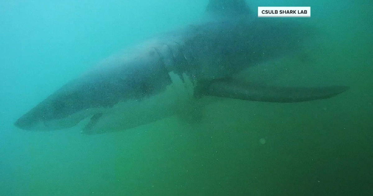 Great white sharks spotted in record numbers along California coast