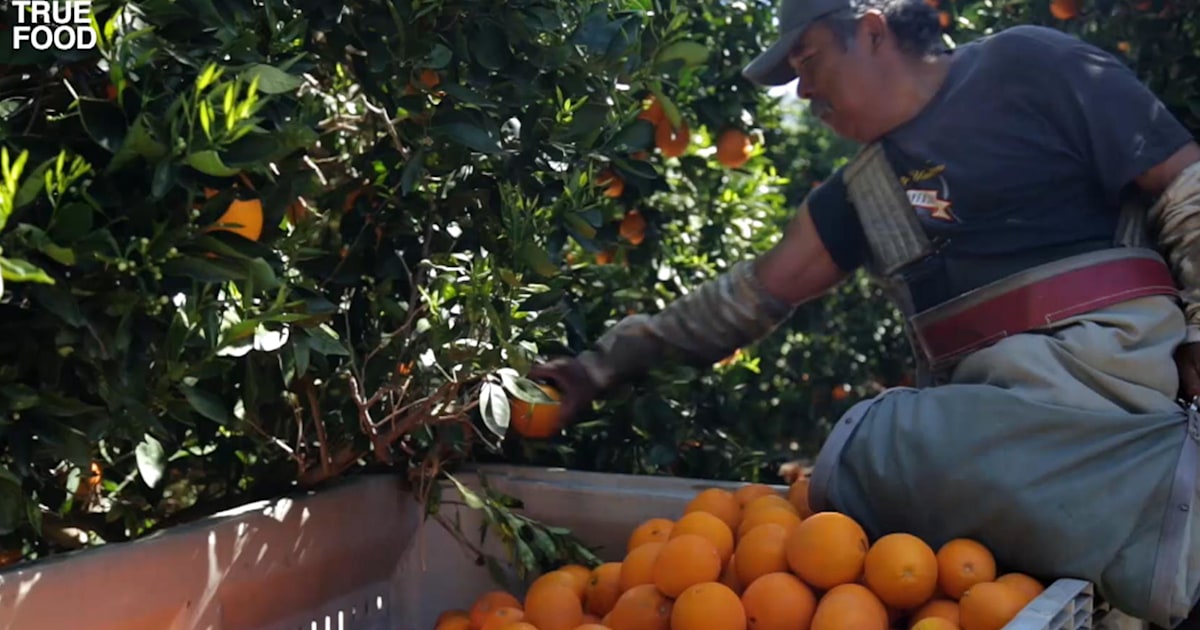 You’ve been picking your oranges wrong at the supermarket