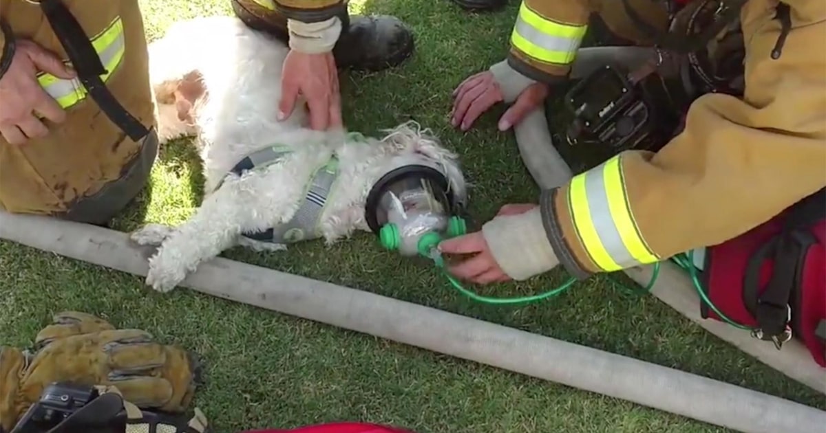 Watch firefighters save a dog trapped in a burning house