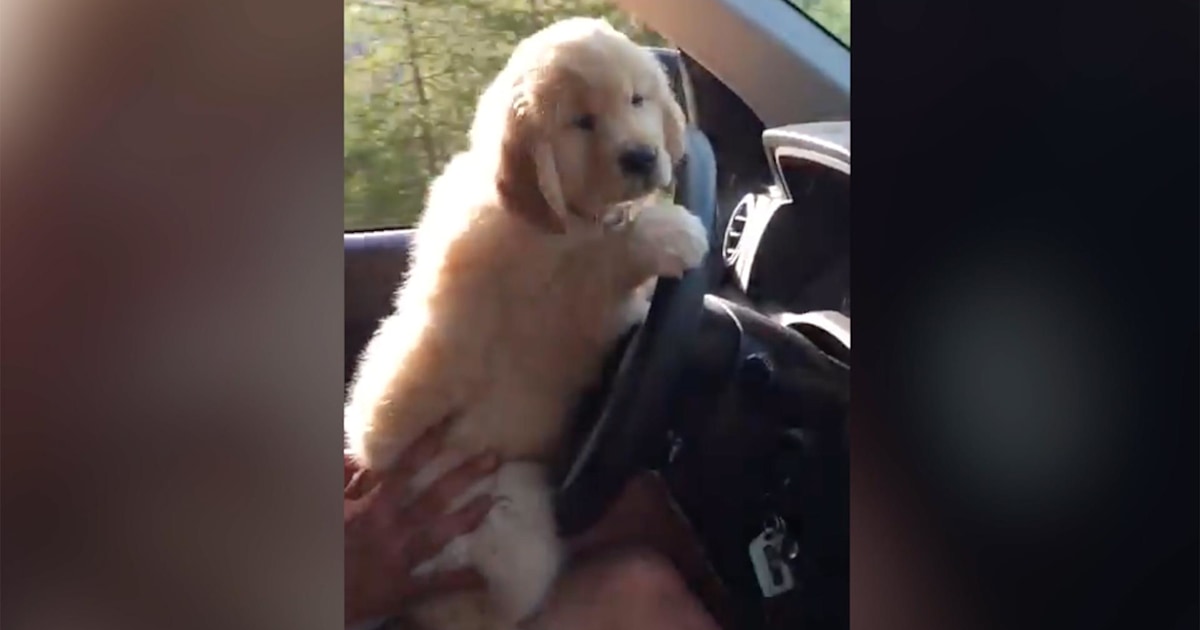 Cutest driver ever? Watch an adorable puppy get behind the wheel of a car