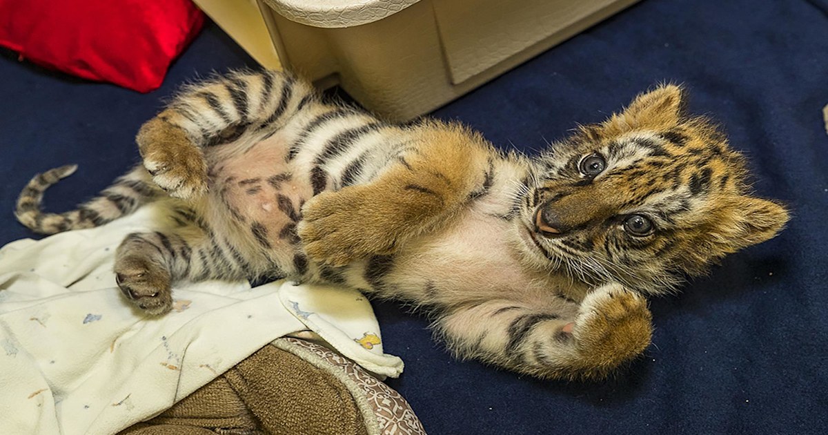 Have you seen anything more adorable than this tiger cub?