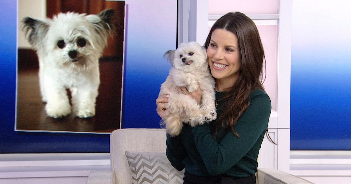 Therapy dog Norbert has some life lessons to share in new book