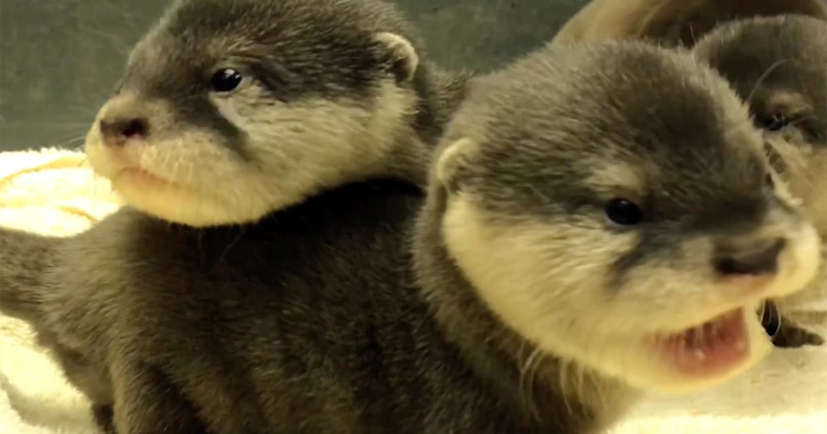 We can’t get enough of these 3 adorable baby otter brothers