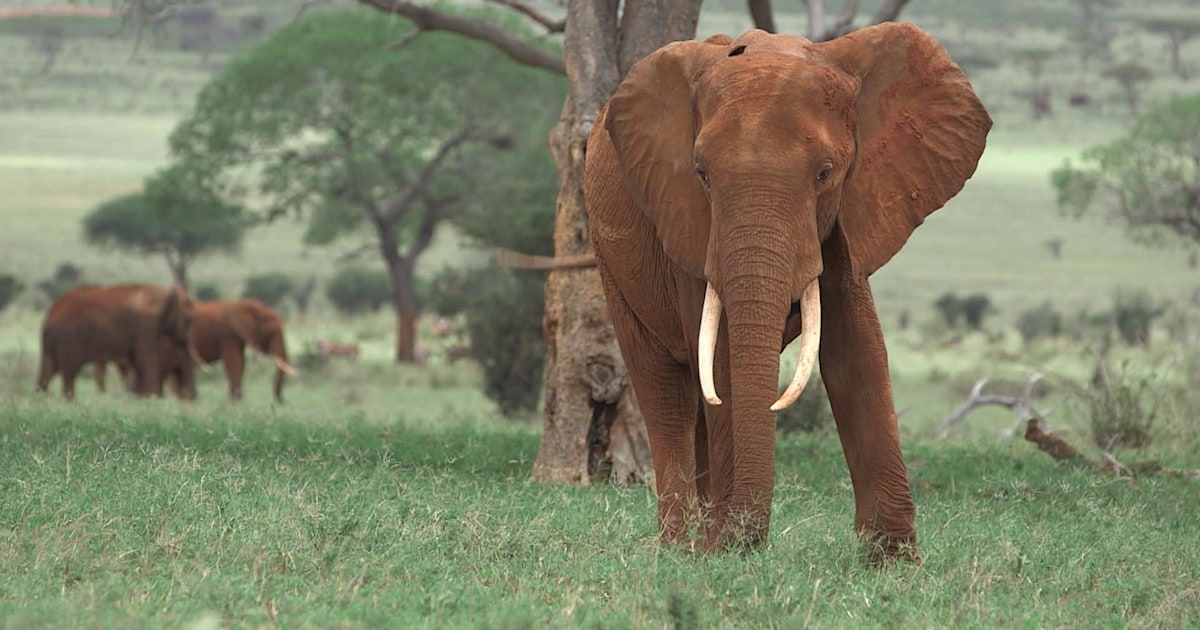 President Donald Trump upholds ban on elephant hunt trophy imports