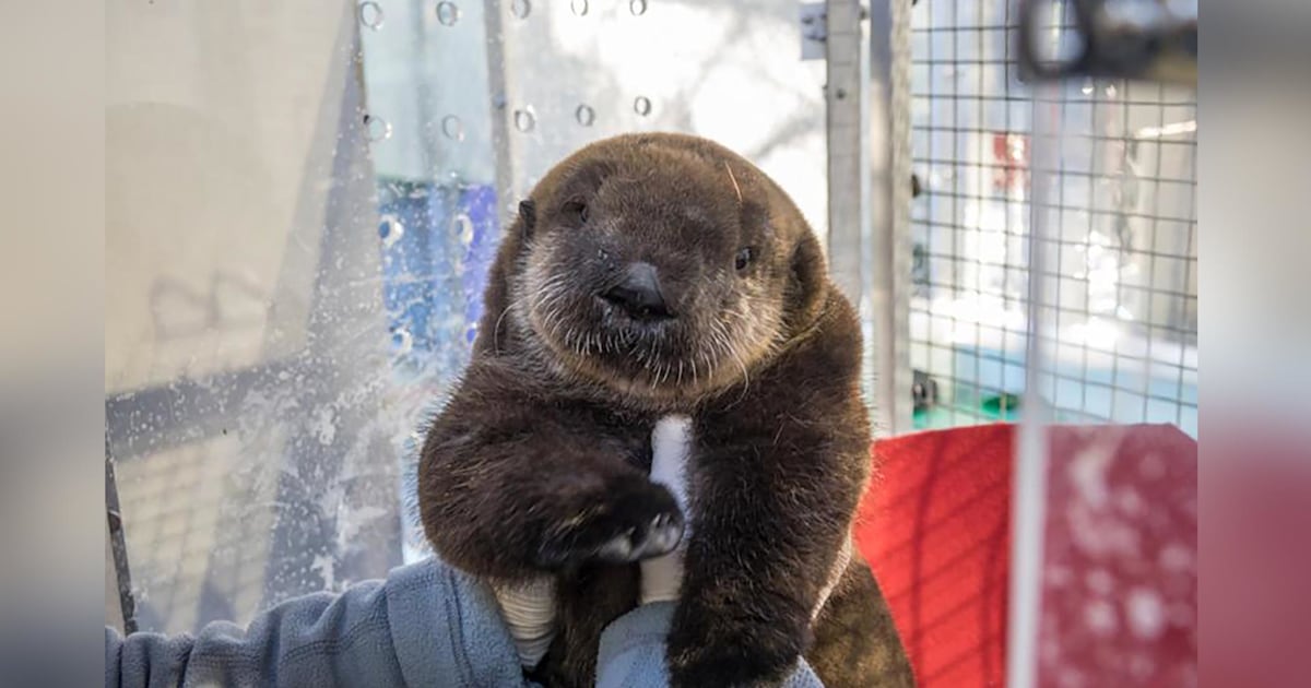 Adorable otter enjoys new home, twirls around in pool