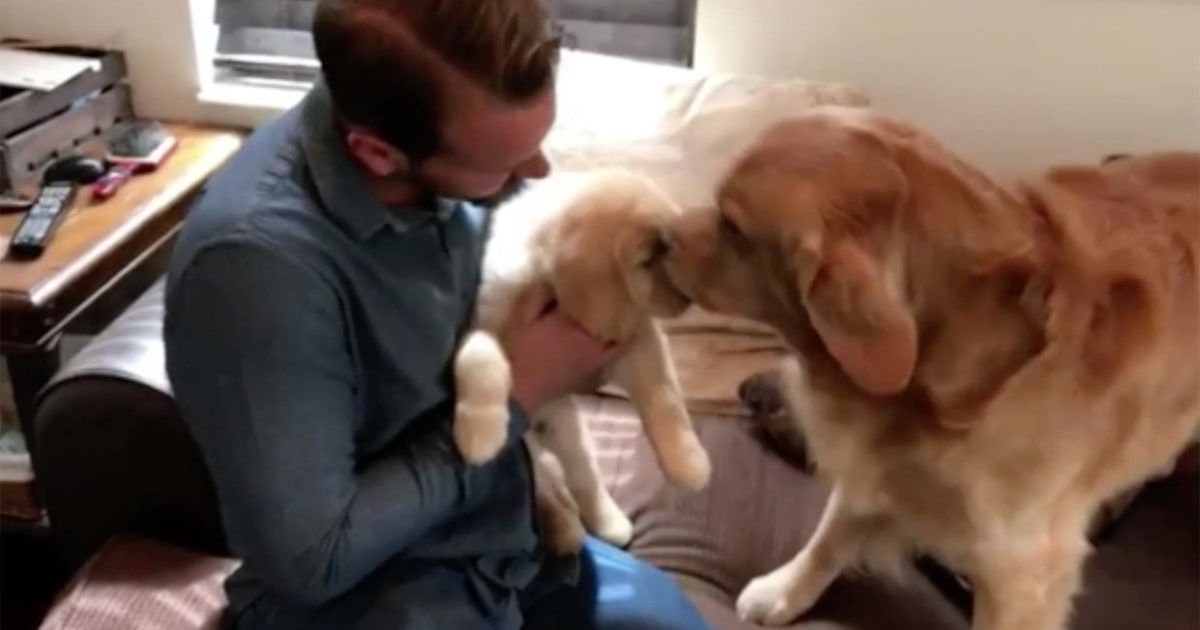See the sweet moment a new puppy meets his new big brother
