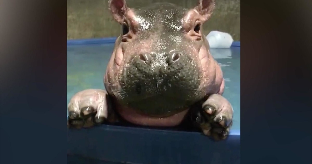 Fiona the hippo is 1! Revisit some of her most adorable moments