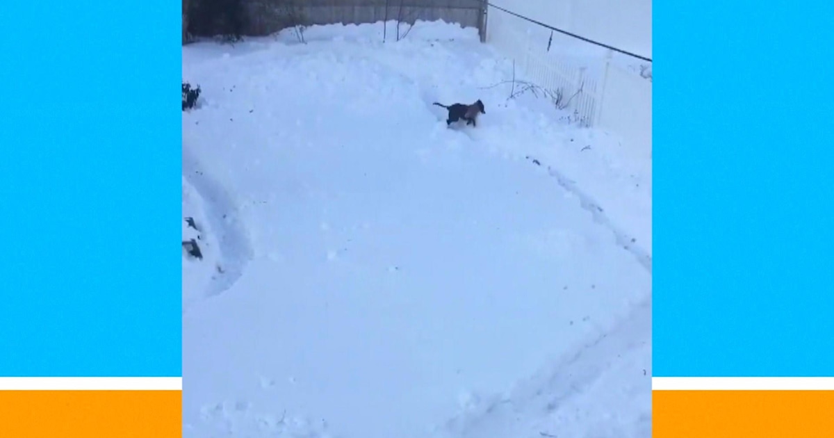 Watch greyhounds dash through racetrack dug through Boston snow