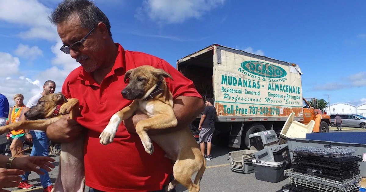 Animals impacted by Hurricane Maria hope to find new homes in the US