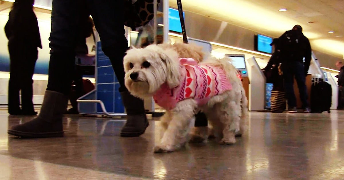 New Delta pet policy has fur flying among passengers and animal lovers