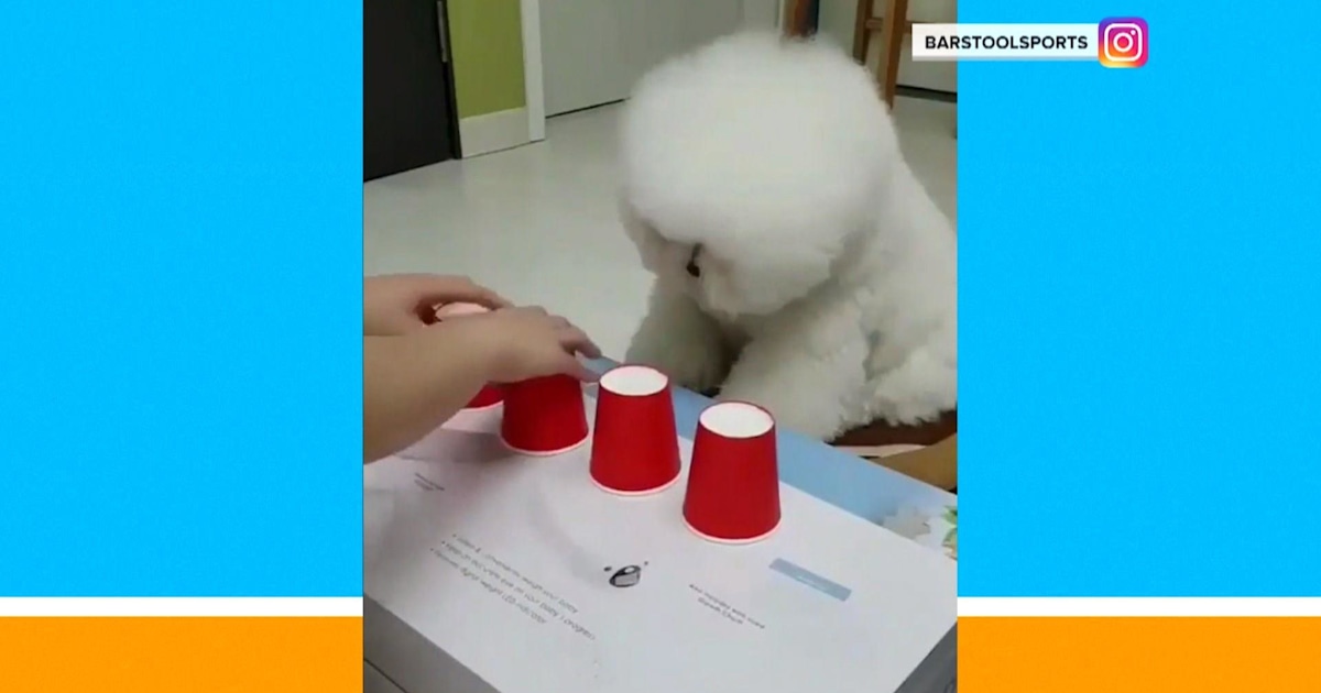 This pup is paw-some at playing the old shell game